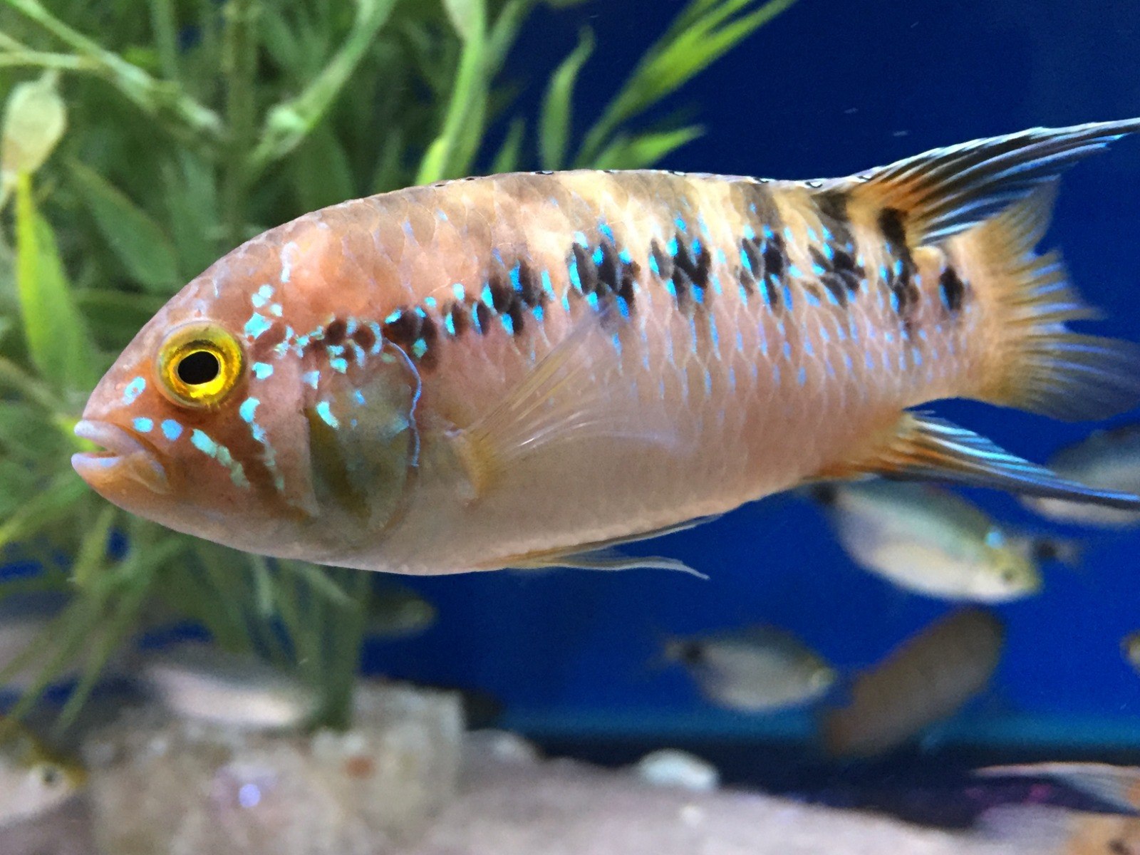 Zebra Acara - Ivanacara adoketa