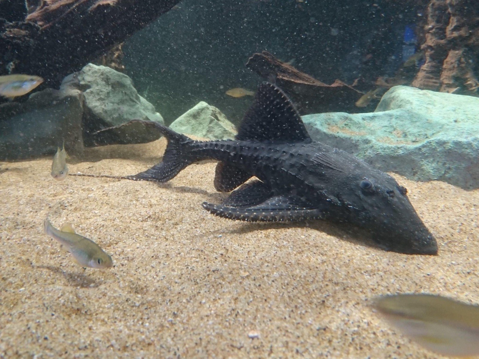 Adonis Plec-Acanthicus adonis