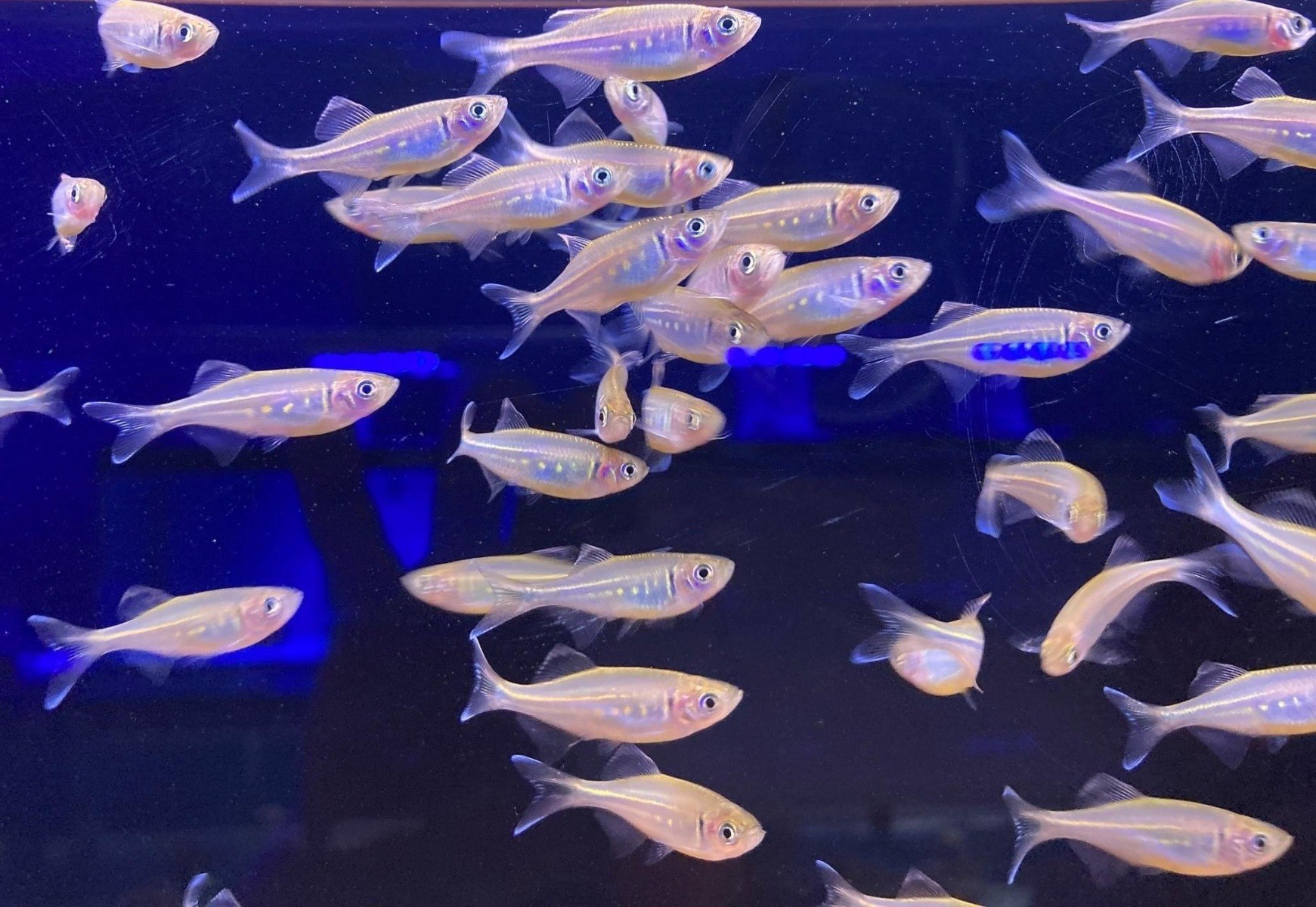 Giant Danio-Devario malabaricus