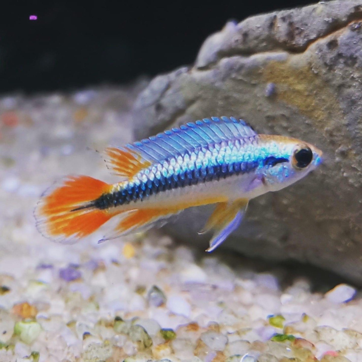 Agassiz's Apisto-Apistogramma agassizii