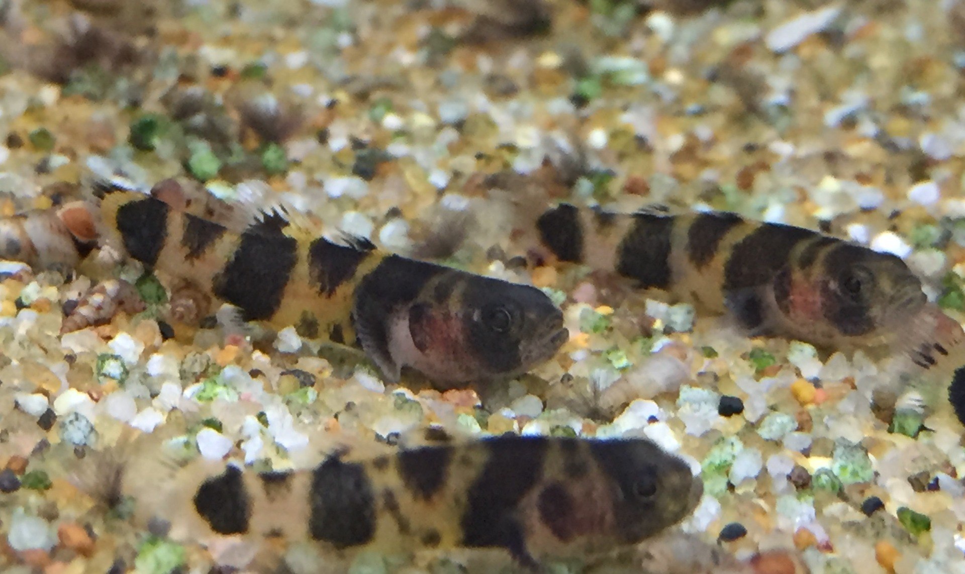 Freshwater Bumblebee Goby - Brachygobius aggregatus