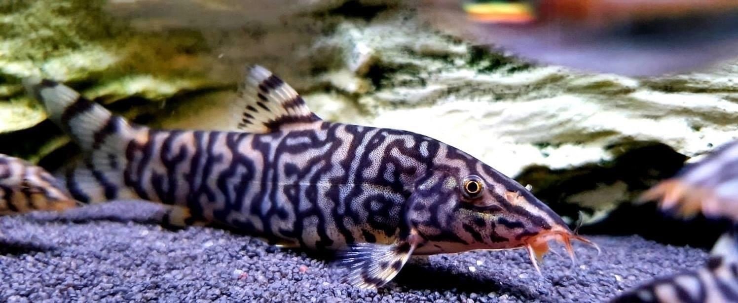 Yoyo Loach-Botia almorhae