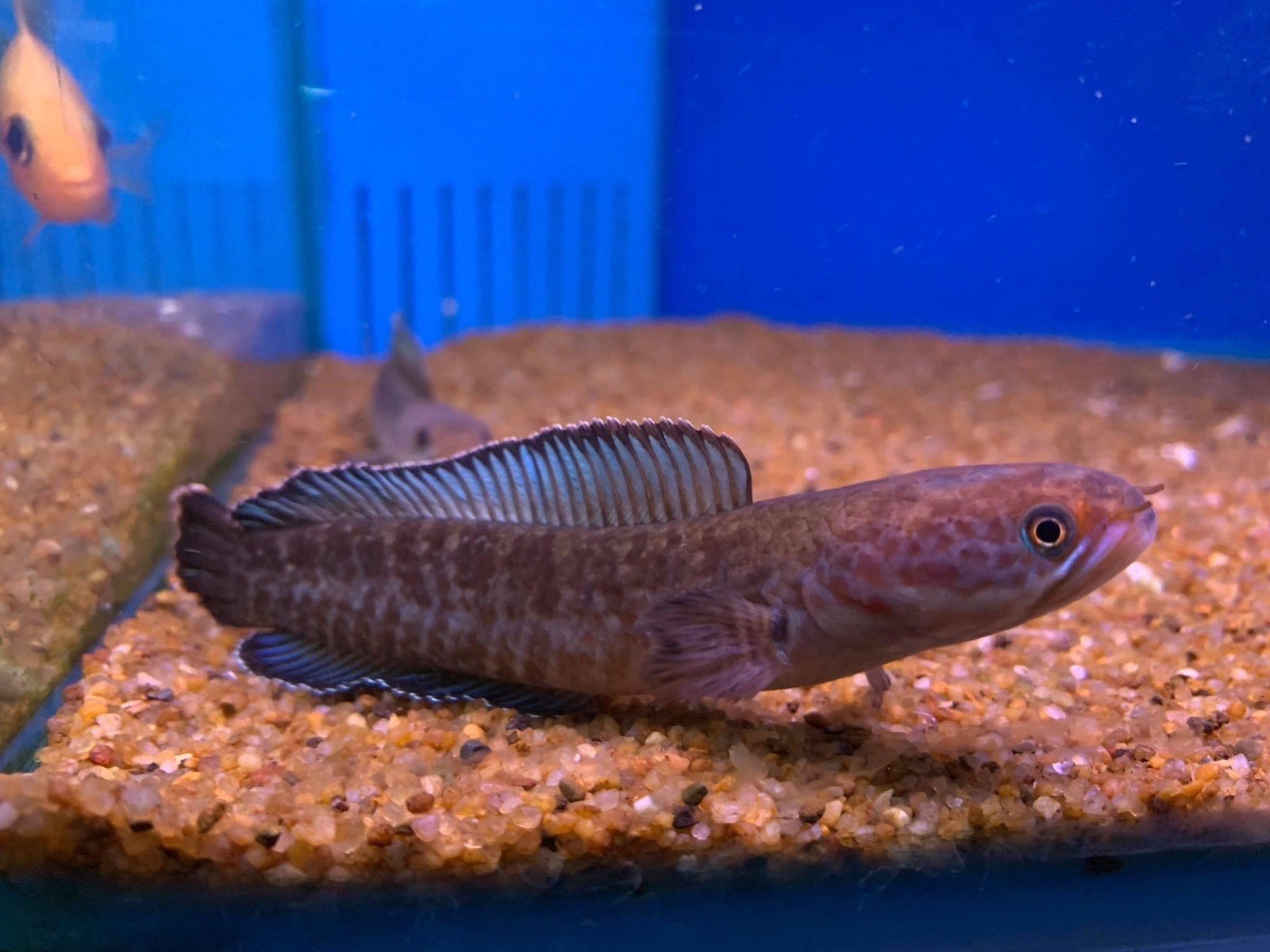 Rao's Snakehead - Channa andrao