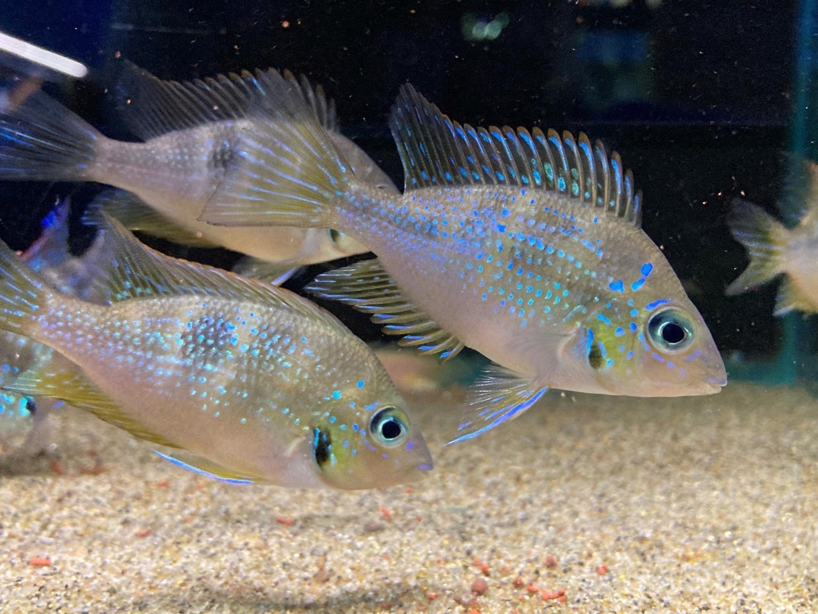 Aureus - Thorichthys aureus