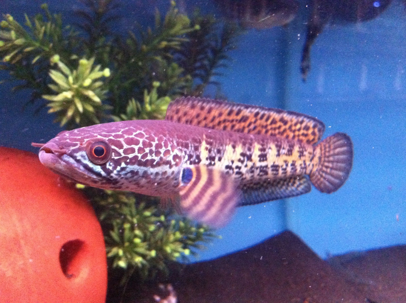 Golden cobra snakehead - Channa aurantimaculata