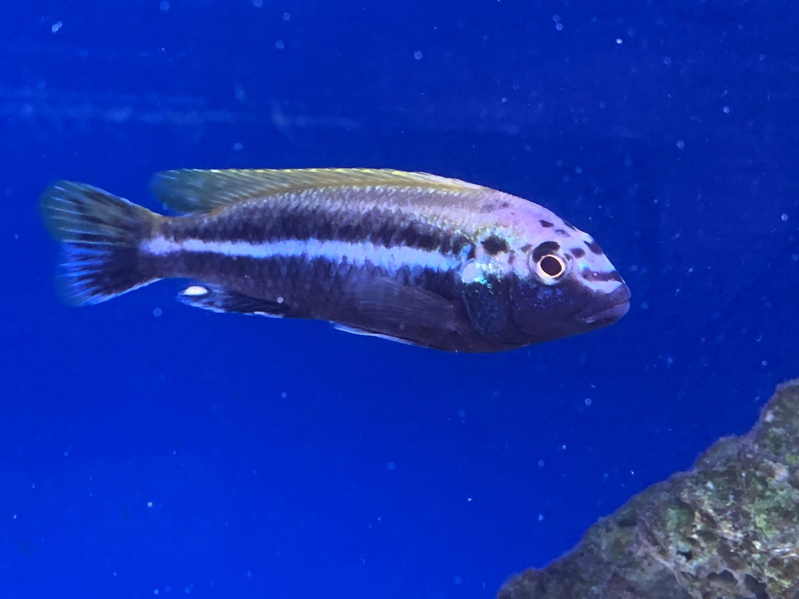 Auratus-Melanochromis auratus