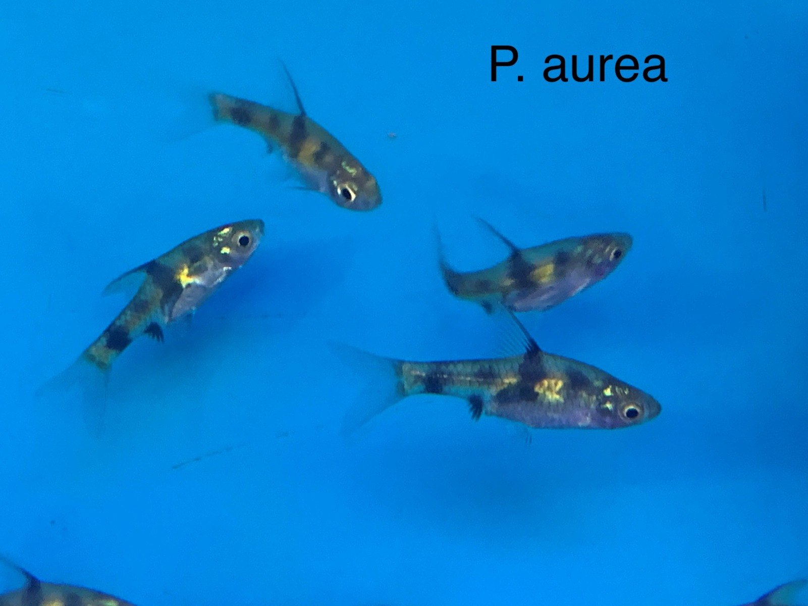 Dwarf Golden Barb-Pethia gelius