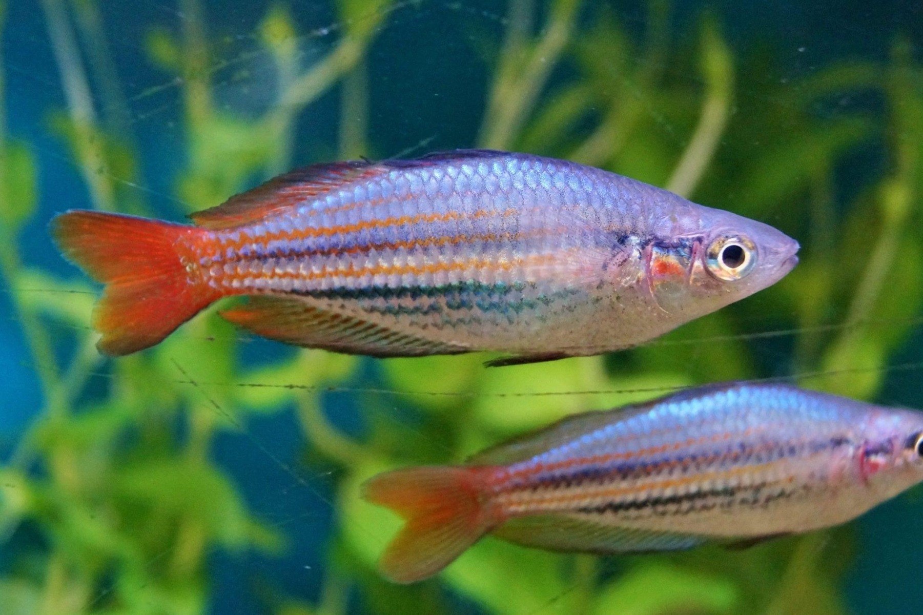 Western Rainbowfish-Melanotaenia australis