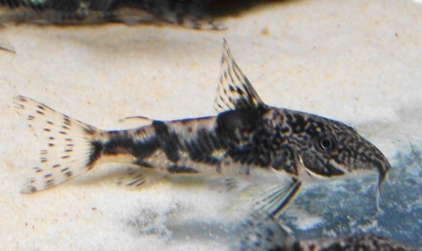 Bearded Cory-Scleromystax barbatus