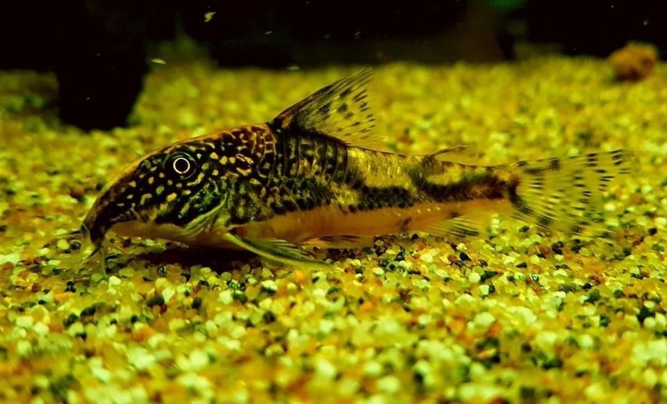 Bearded Cory-Scleromystax barbatus
