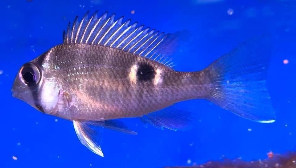 Cupid Cichlid-Biotodoma cupido