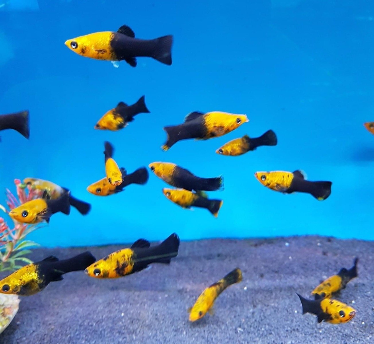 Sphenops Molly-Poecilia sphenops