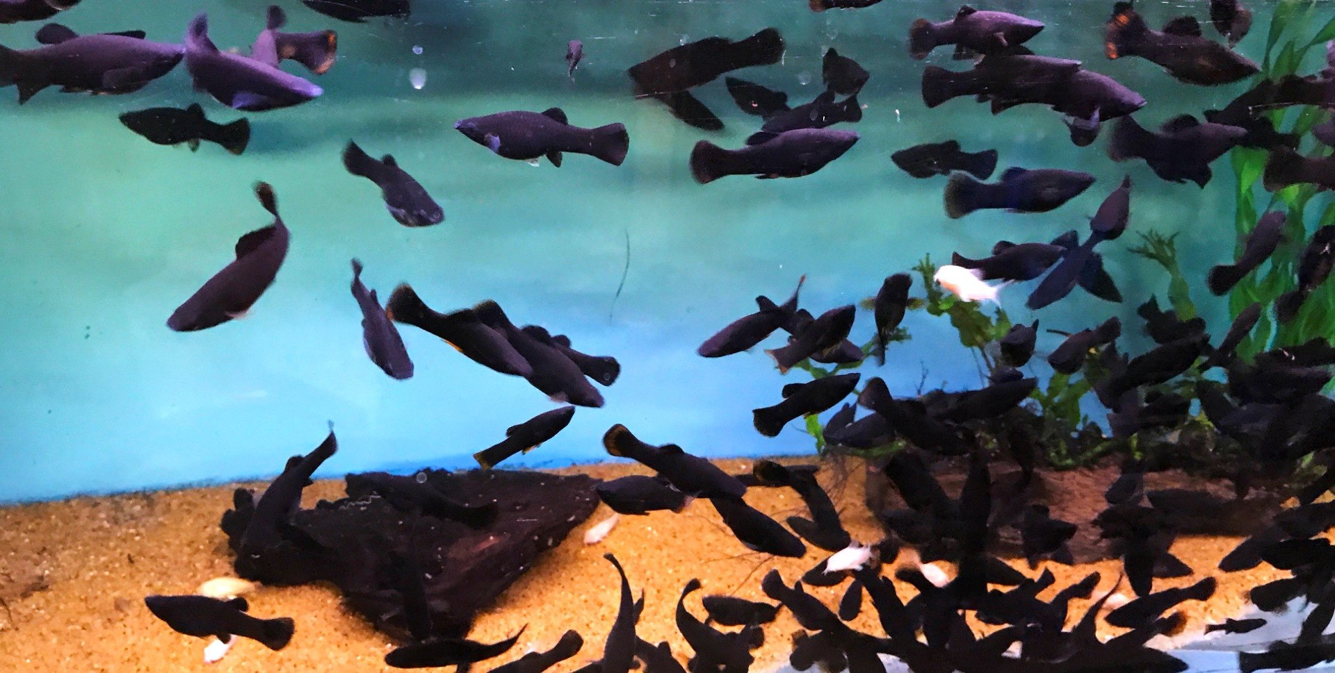 Sphenops Molly-Poecilia sphenops