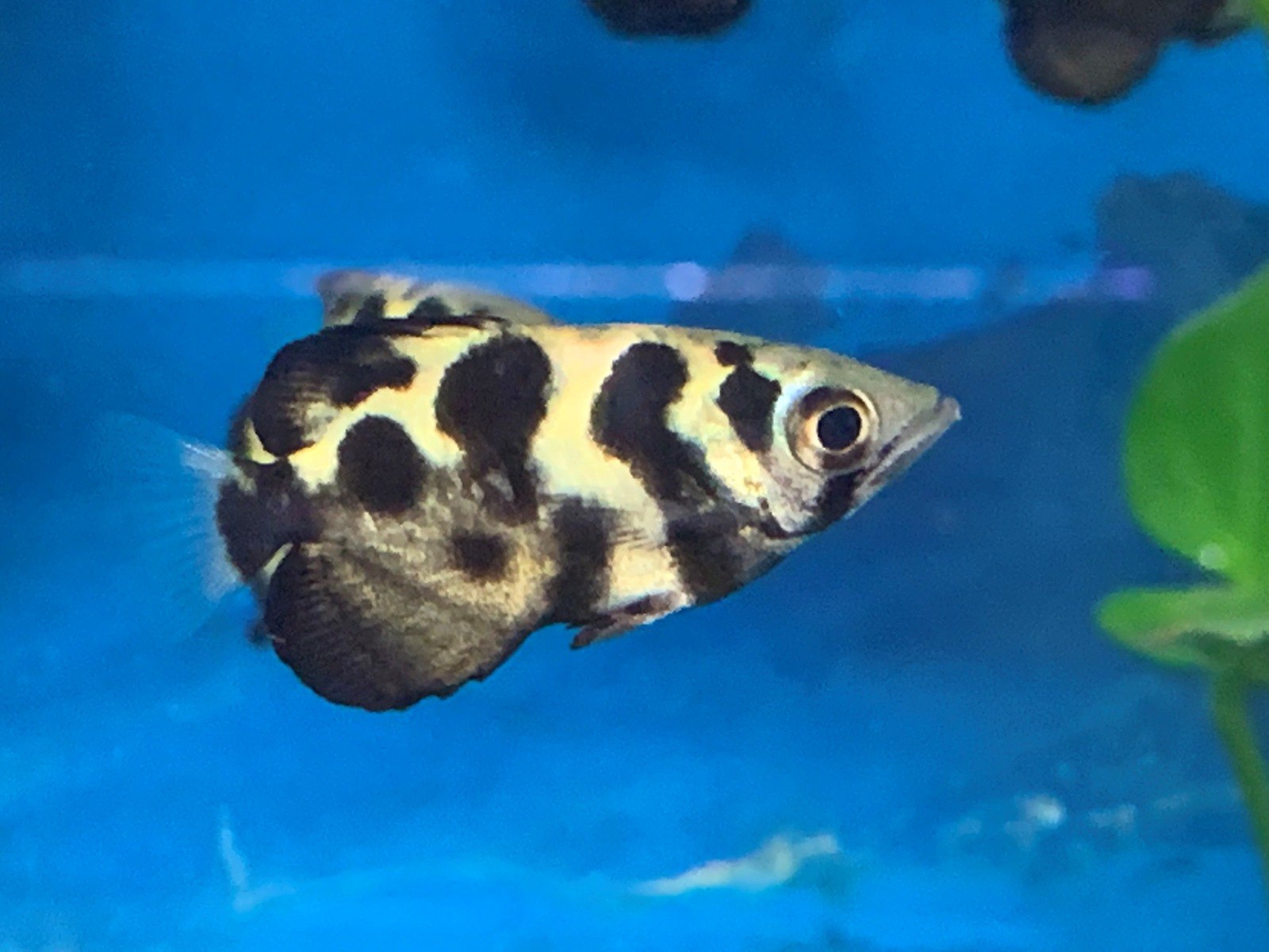 Golden Freshwater Archerfish-Toxotes blythii