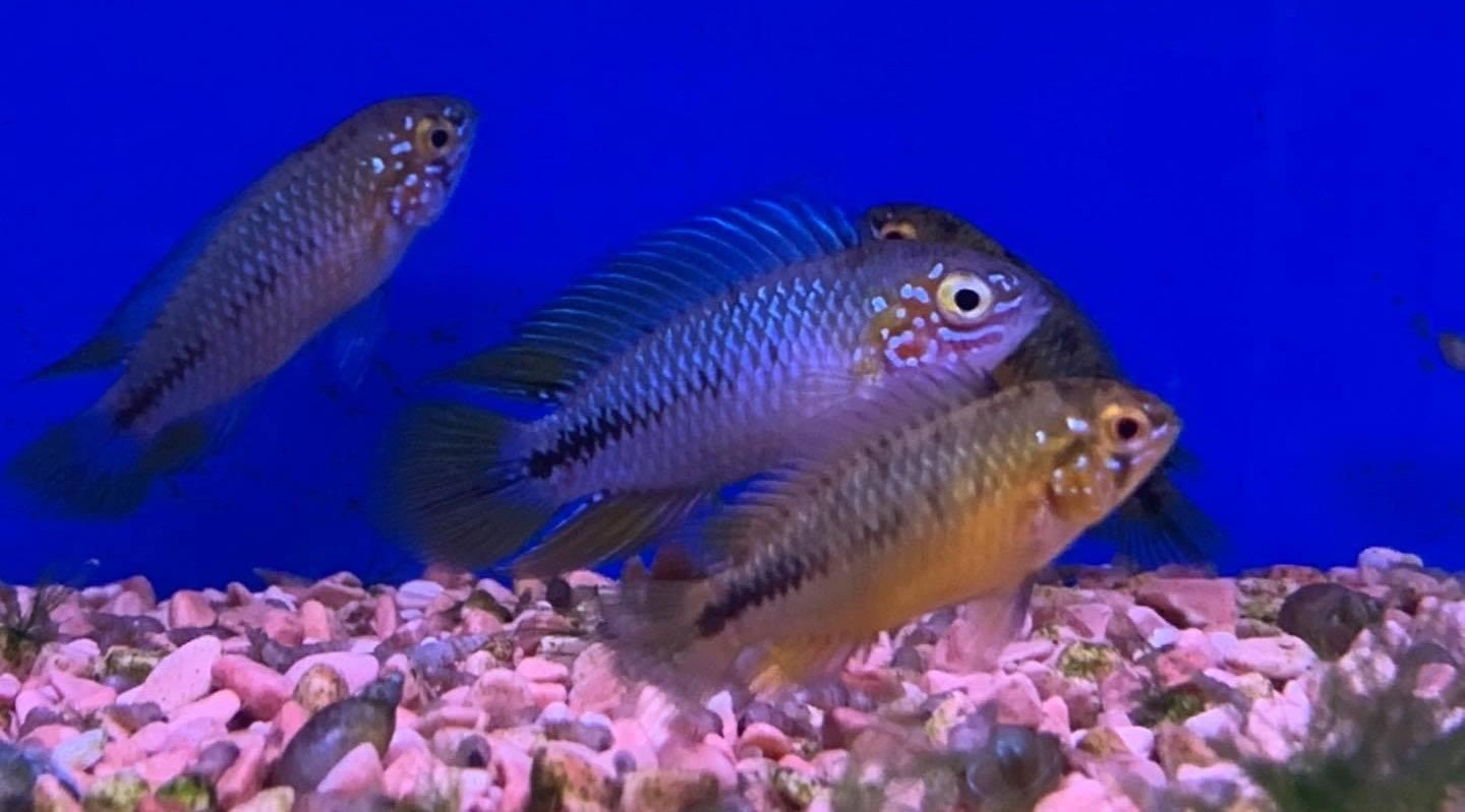 Yellow Dwarf Cichlid-Apistogramma borellii