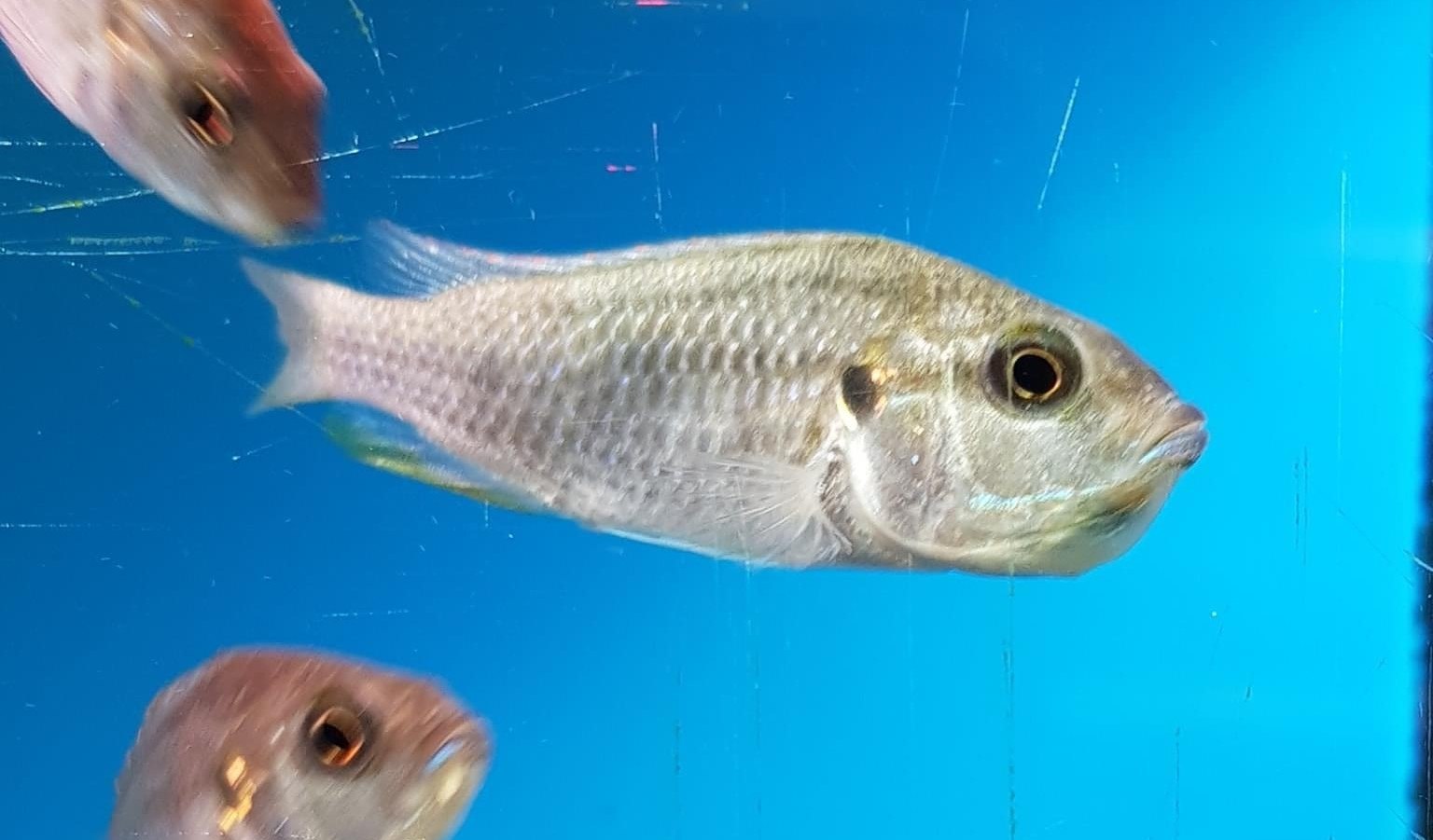 Burton's Mouthbrooder-Astatotilapia burtoni