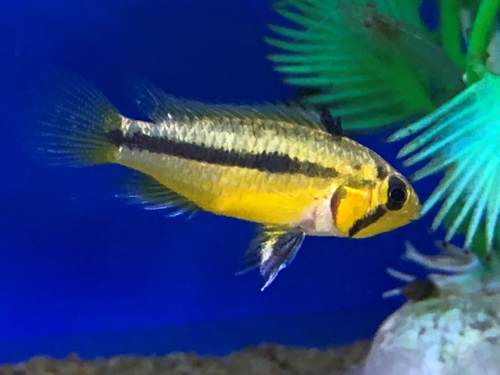 Cockatoo Dwarf Cichlid-Apistogramma cacatuoides