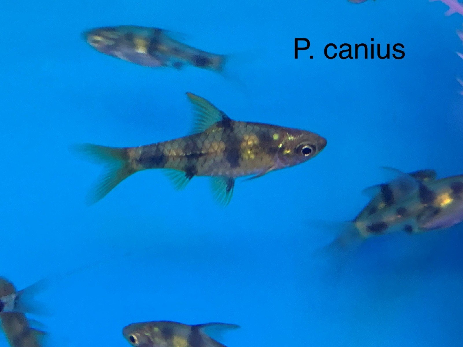 Dwarf Golden Barb-Pethia gelius