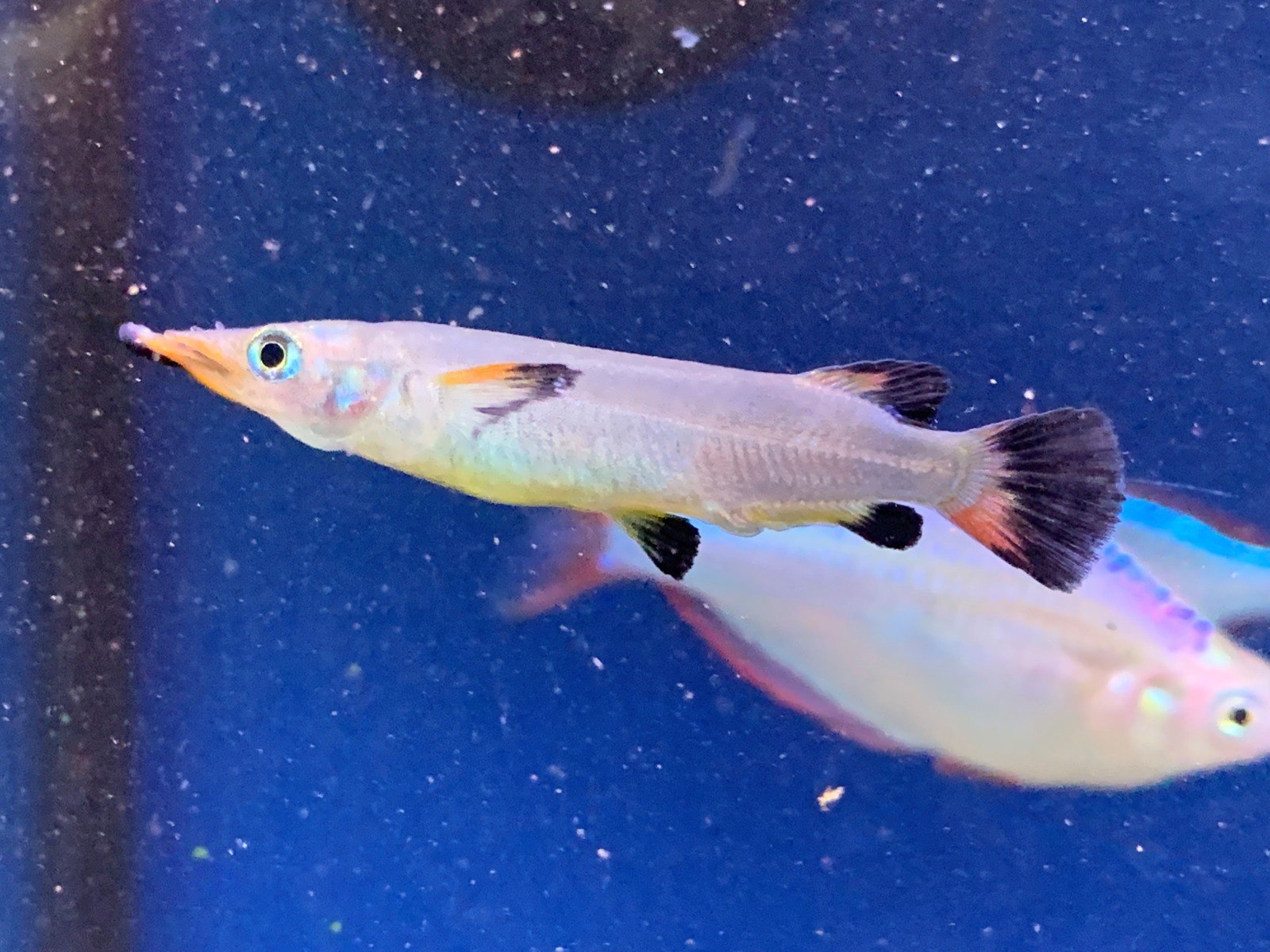 Celebes Halfbeak-Nomorhamphus liemi