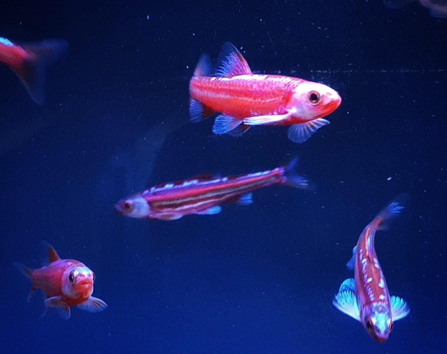 Rainbow Shiner-Hydrophlox chrosomus