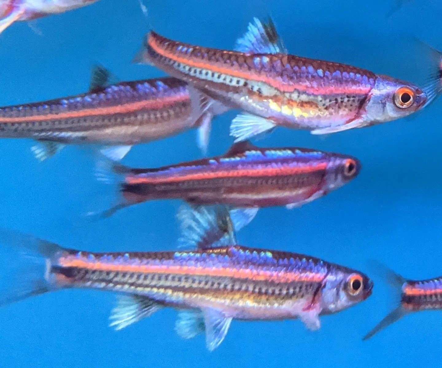 Rainbow Shiner-Hydrophlox chrosomus
