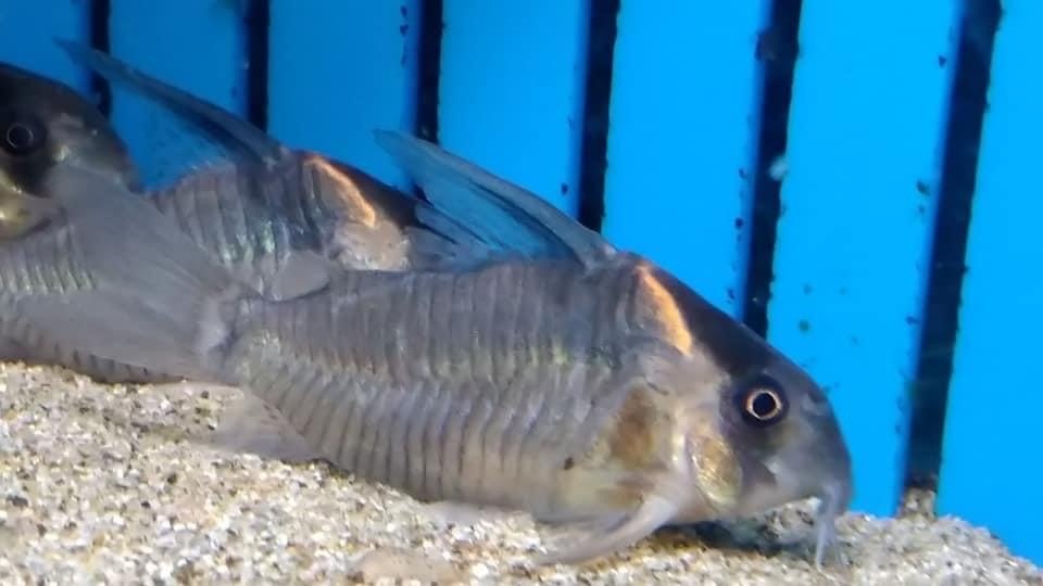 Colossus Cory (CW045) - Hoplisoma colossus