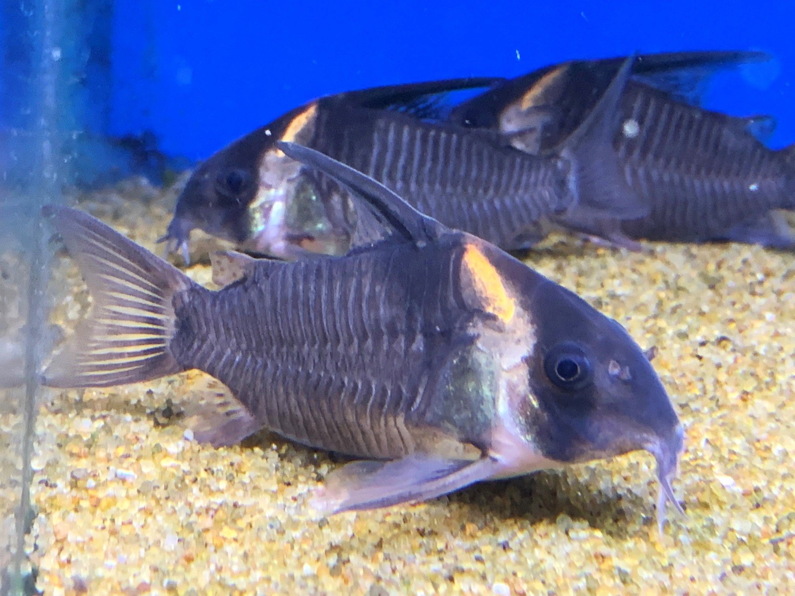 Colossus Cory (CW045) - Hoplisoma colossus