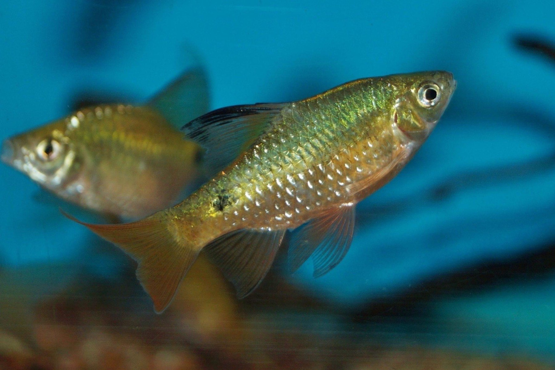 Rosy Barb-Pethia conchonius