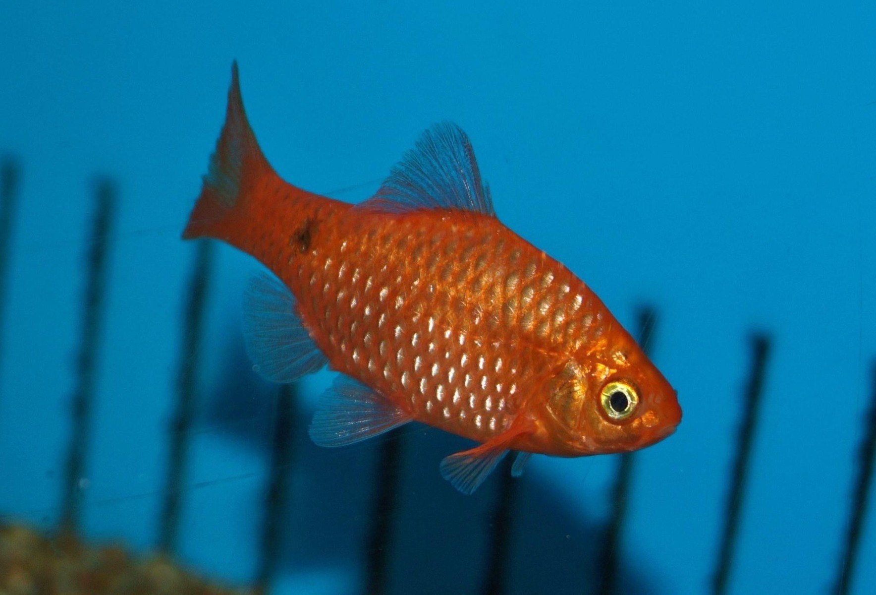 Rosy Barb-Pethia conchonius