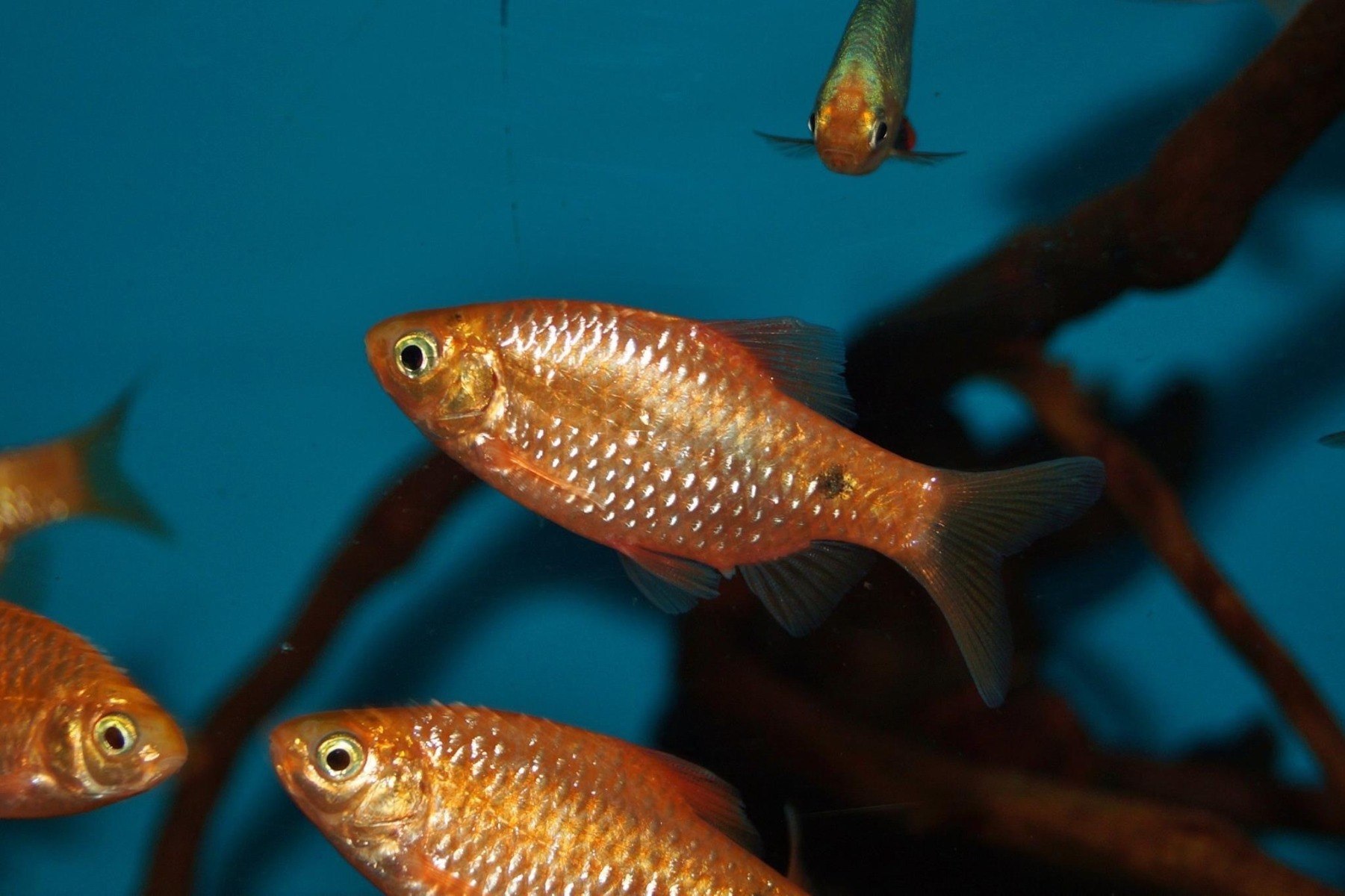 Rosy Barb-Pethia conchonius