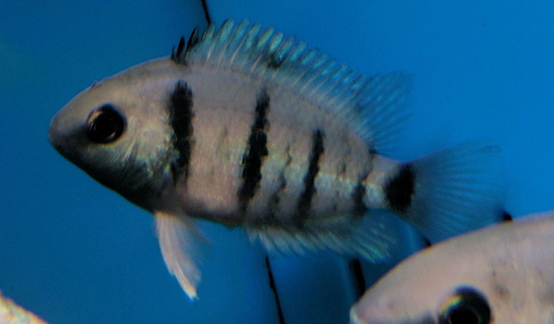 Cutter's Blue Eye Cichlid - Cryptoheros cutteri