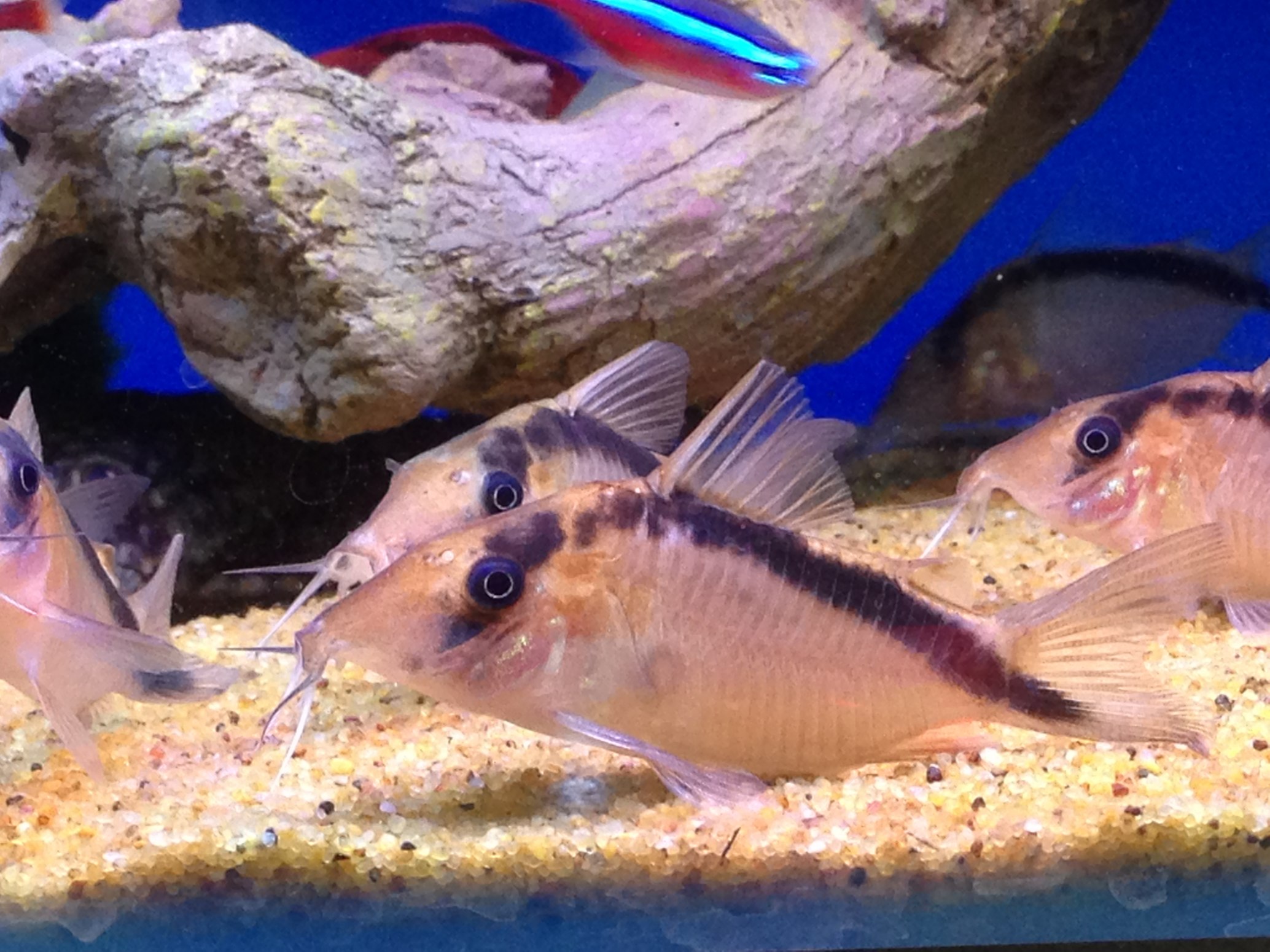 Narcissus Cory-Brochis bethanae