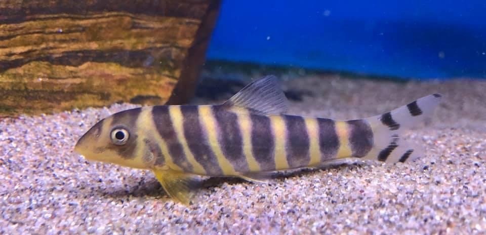 Queen Loach-Botia dario