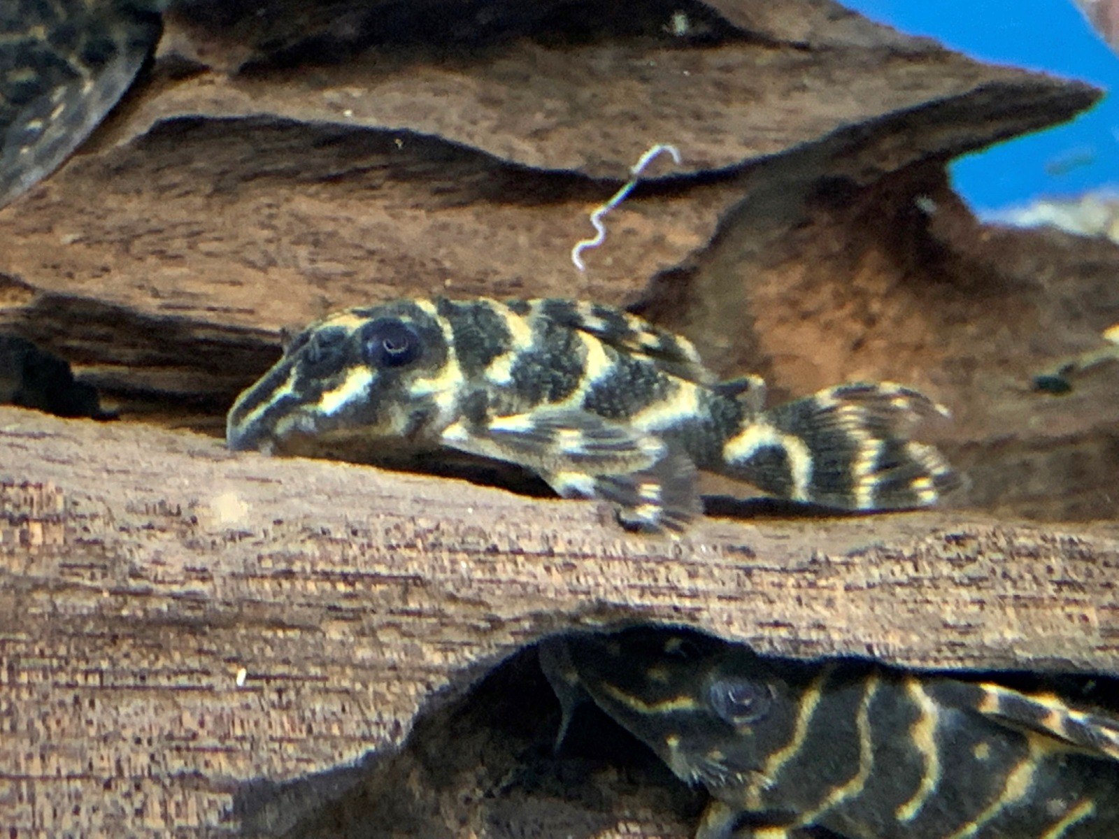 Colombian Zebra Plec L129 - Hypancistrus debilittera