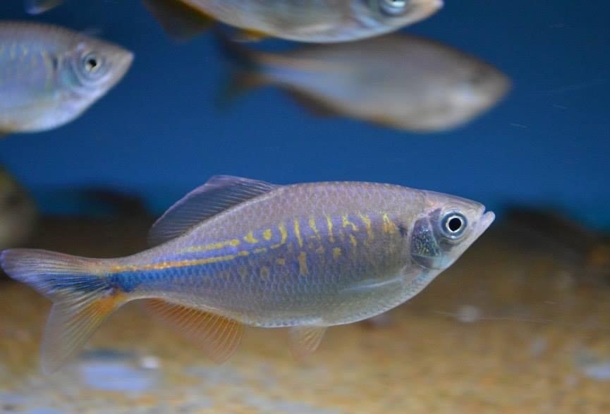 Bengal Turquoise Danio-Devario devario