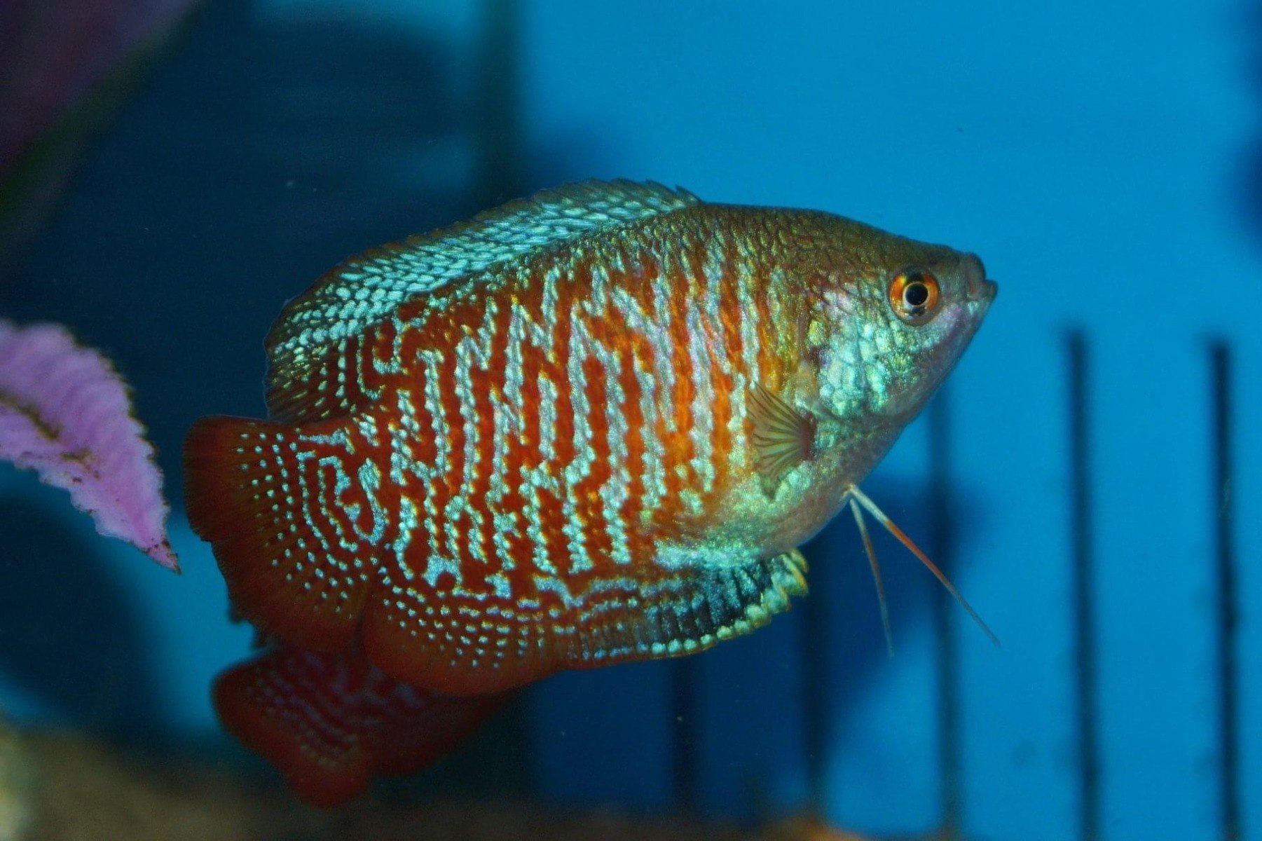 Dwarf Gourami-Trichogaster fasciata (formerly lalius)