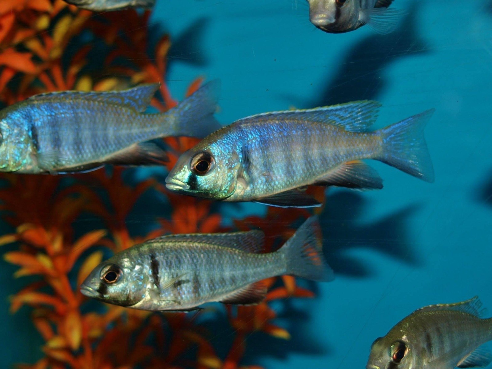 Deepwater Hap-Placidochromis electra