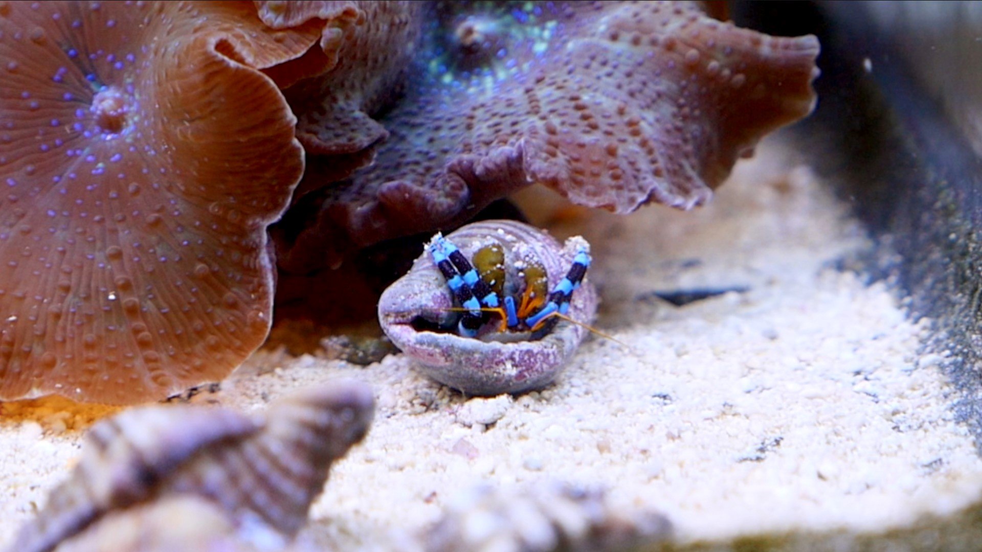 Electric Blue Hermit Crab - Calcinus elegans
