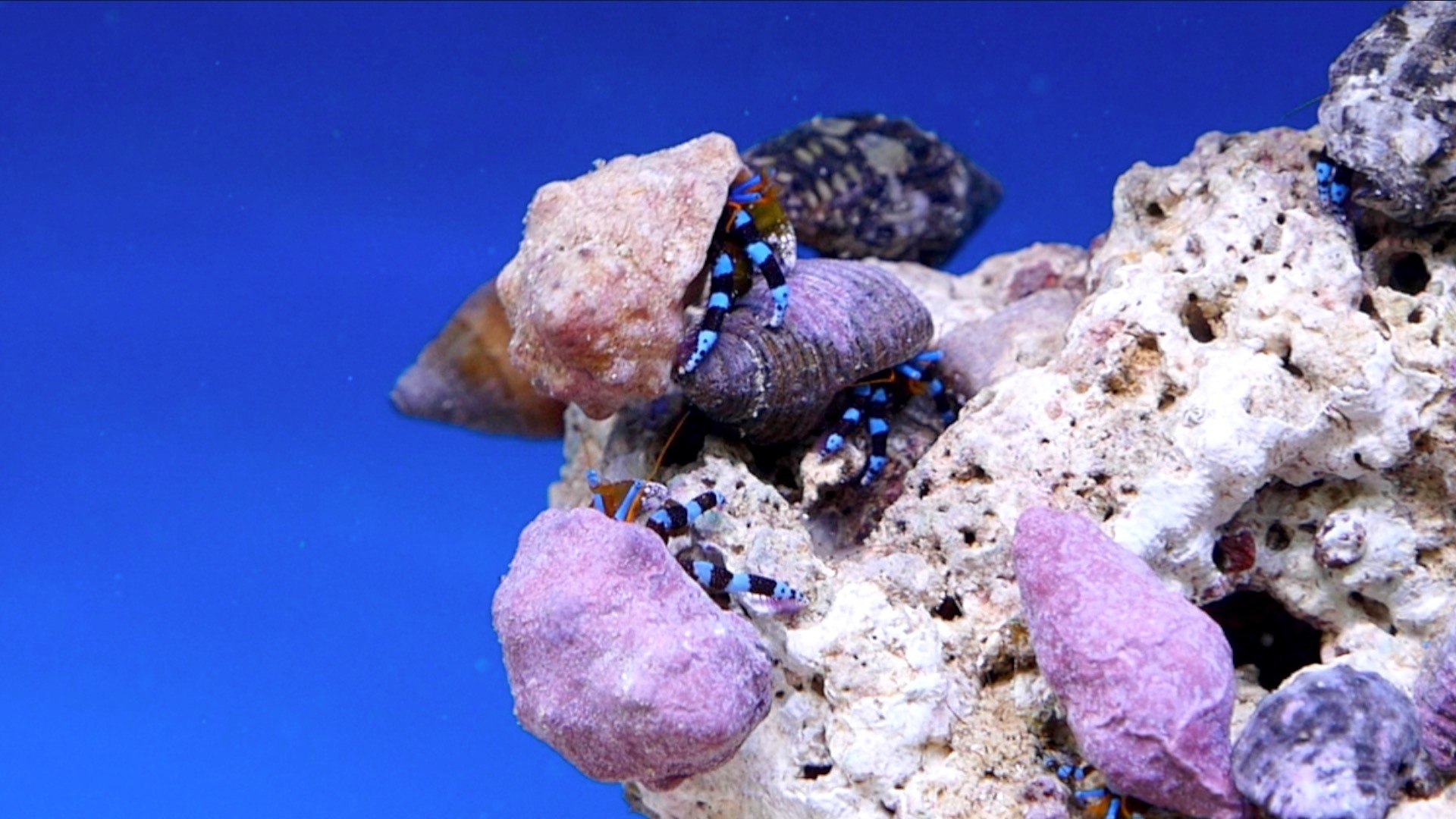 Electric Blue Hermit Crab - Calcinus elegans