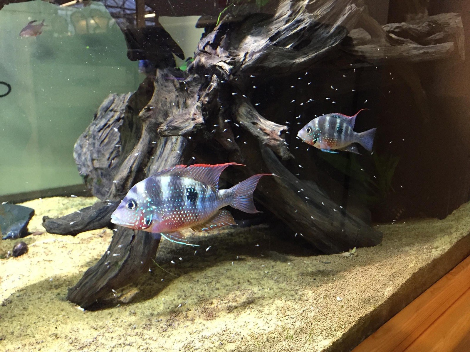 Ellioti Cichlid-Thorichthys ellioti