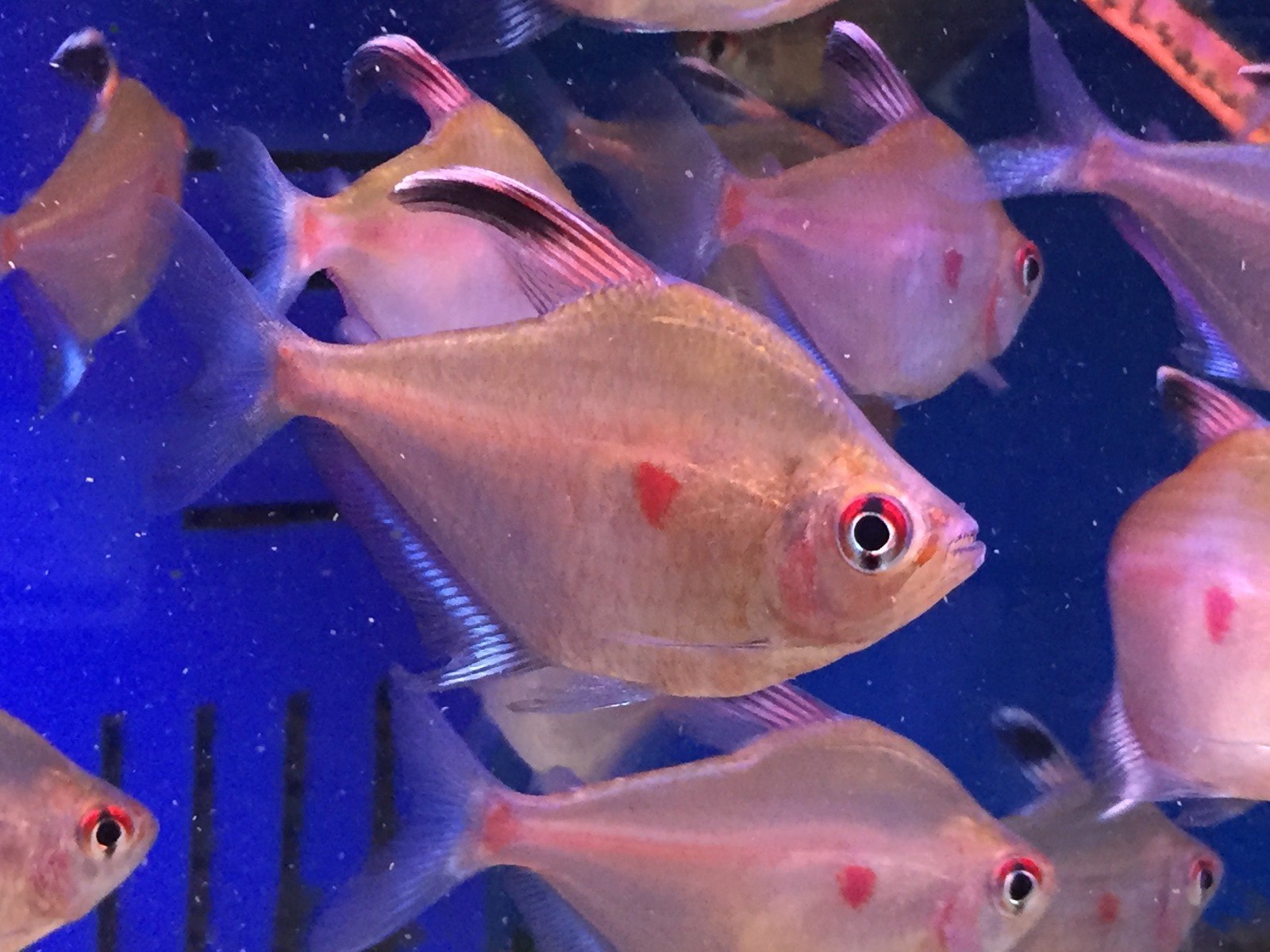 Bleeding Heart Tetra-Megalamphodus erythrostigma