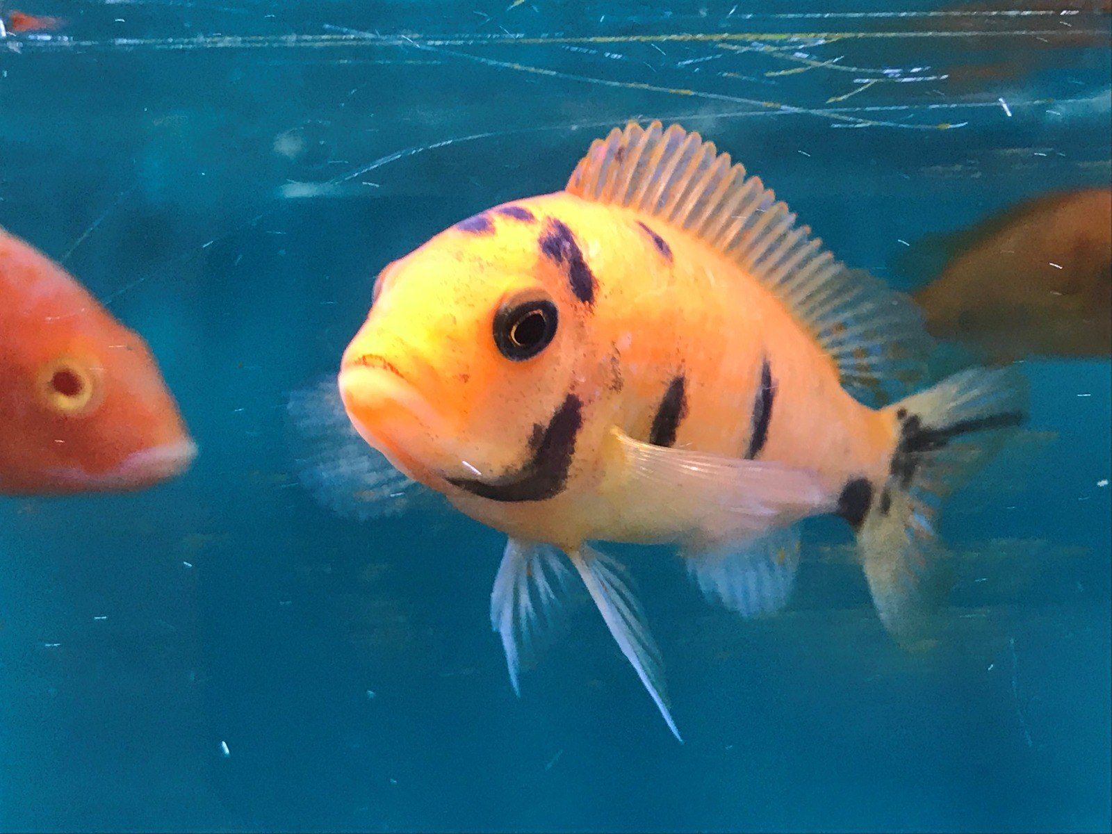 Orange Blotched Zebra-Maylandia estherae