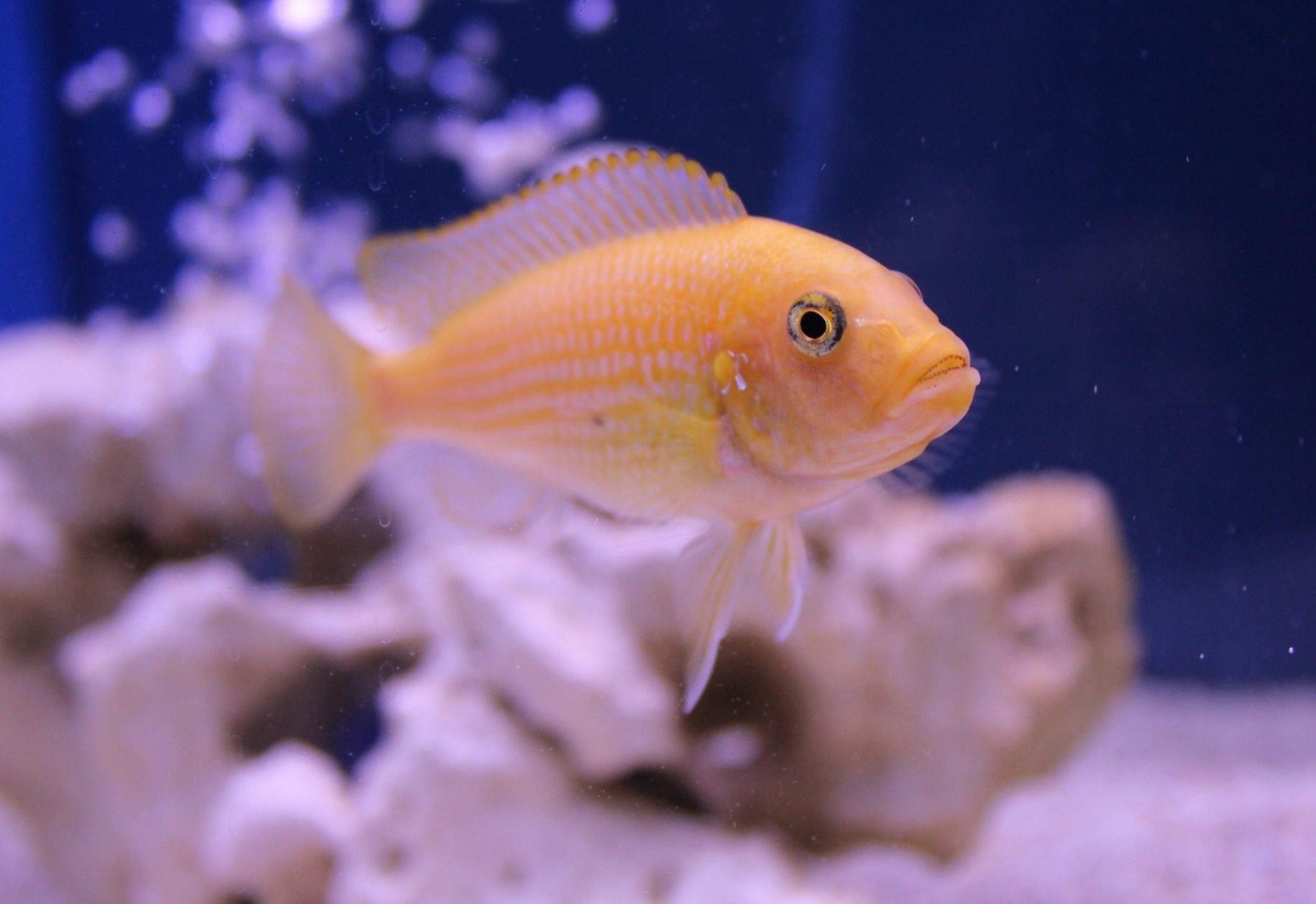 Red Red Zebra-Maylandia estherae