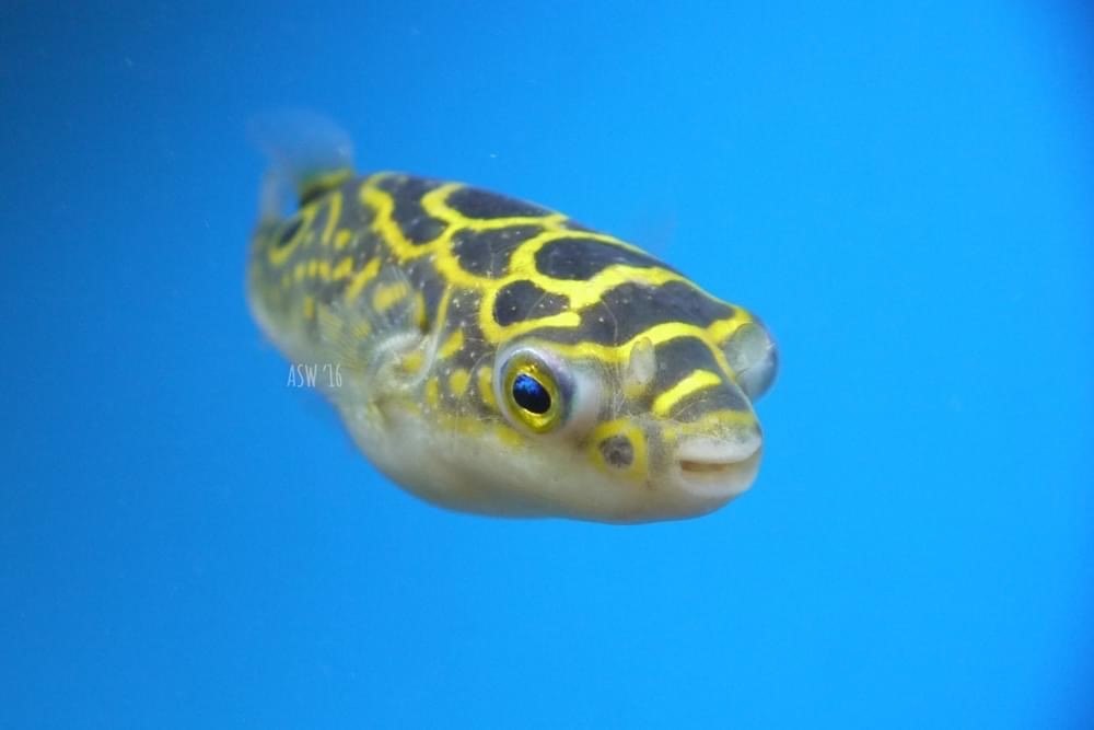 Figure of Eight Puffer-Dichotomyctere biocellatus