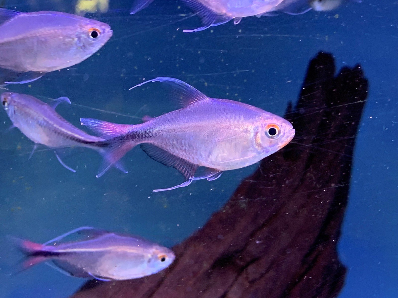 Phoenix tetra - Hemigrammus filamentosus