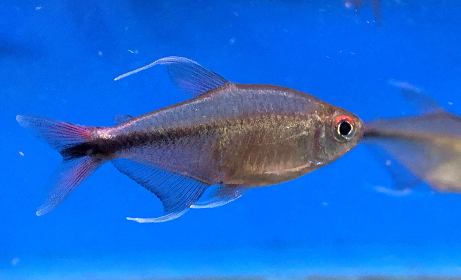 Phoenix tetra - Hemigrammus filamentosus