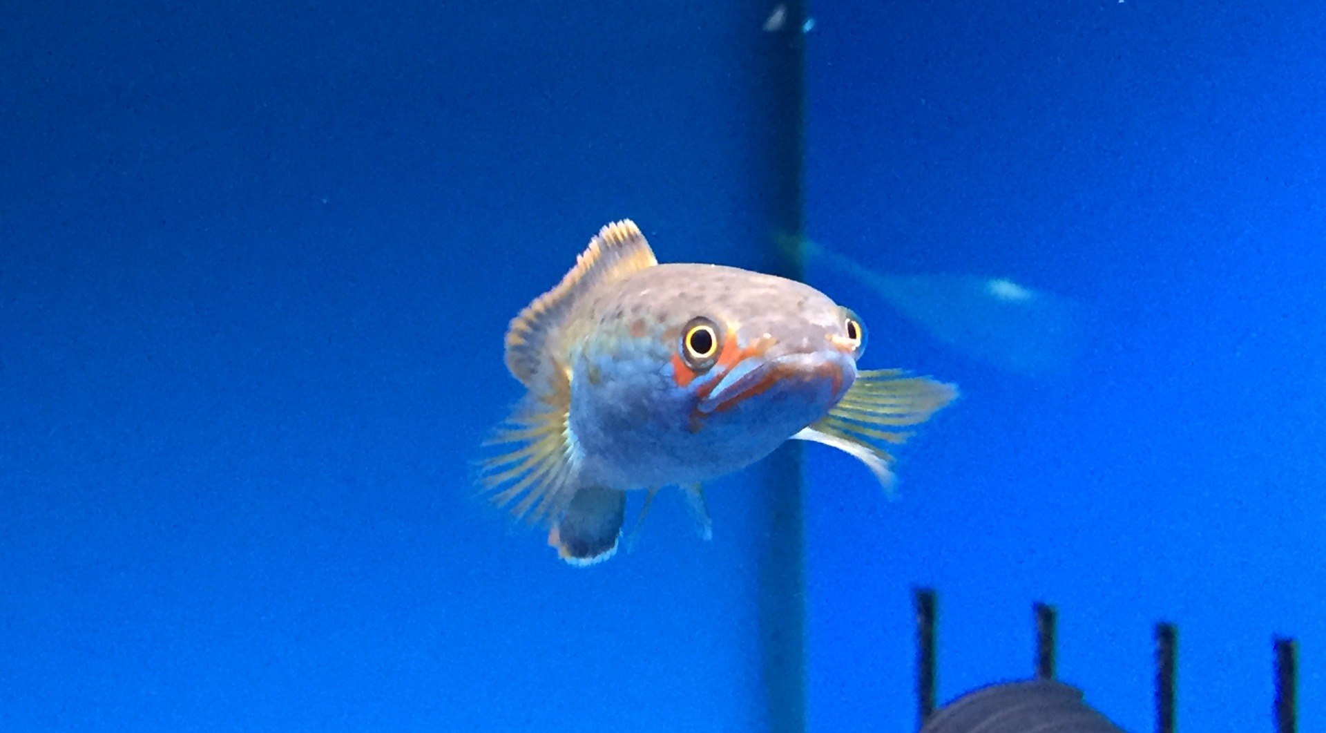 Fire & Ice Snakehead - Channa pyrophthalmus