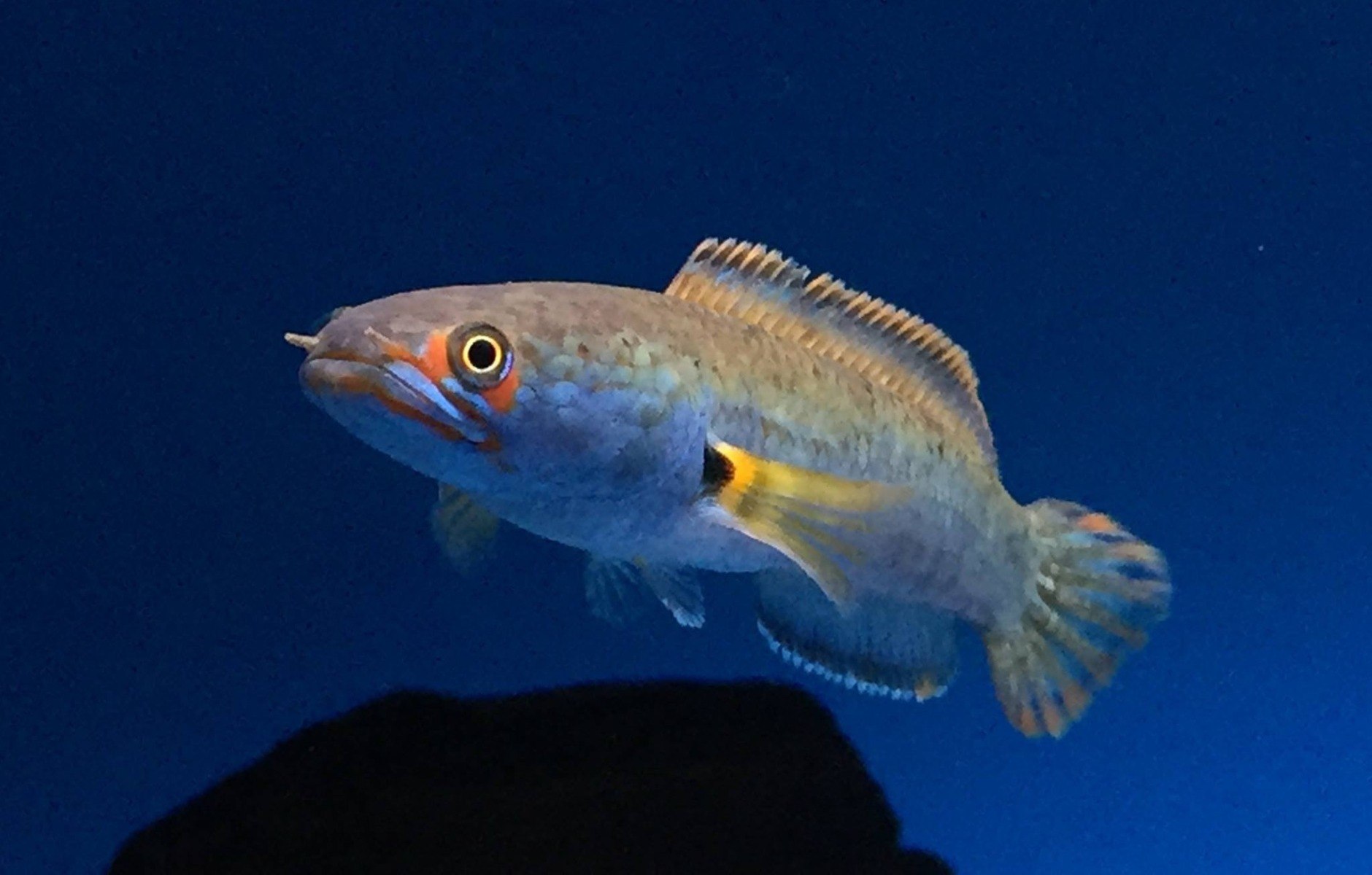 Fire & Ice Snakehead - Channa pyrophthalmus