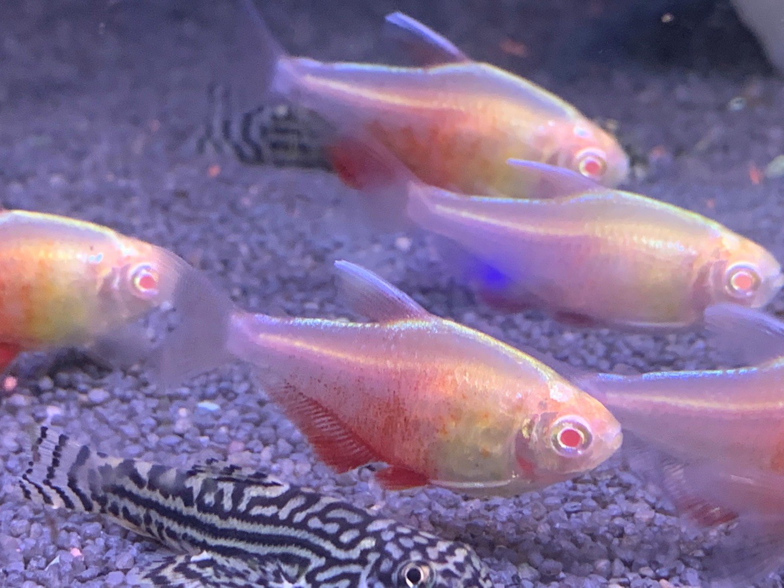 Flame Tetra-Hyphessobrycon flammeus