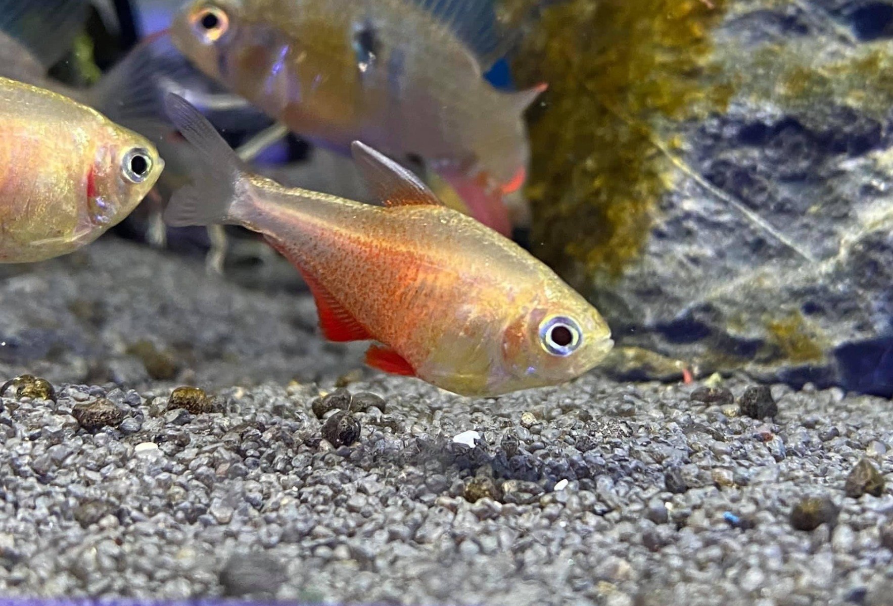 Flame Tetra-Hyphessobrycon flammeus